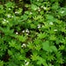 SWEET WOODRUFF Seeds *FREE Shipping!* Fresh & Organic Galium Odoratum ...