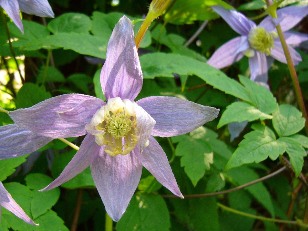 DOWNY CLEMATIS Seeds *free Shipping!* Fresh & Organic Clematis ...