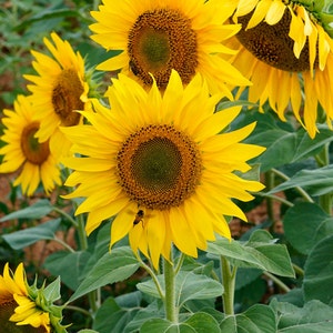 SUNRICH GOLD SUNFLOWER Seeds *free Shipping!* Fresh & Organic ...