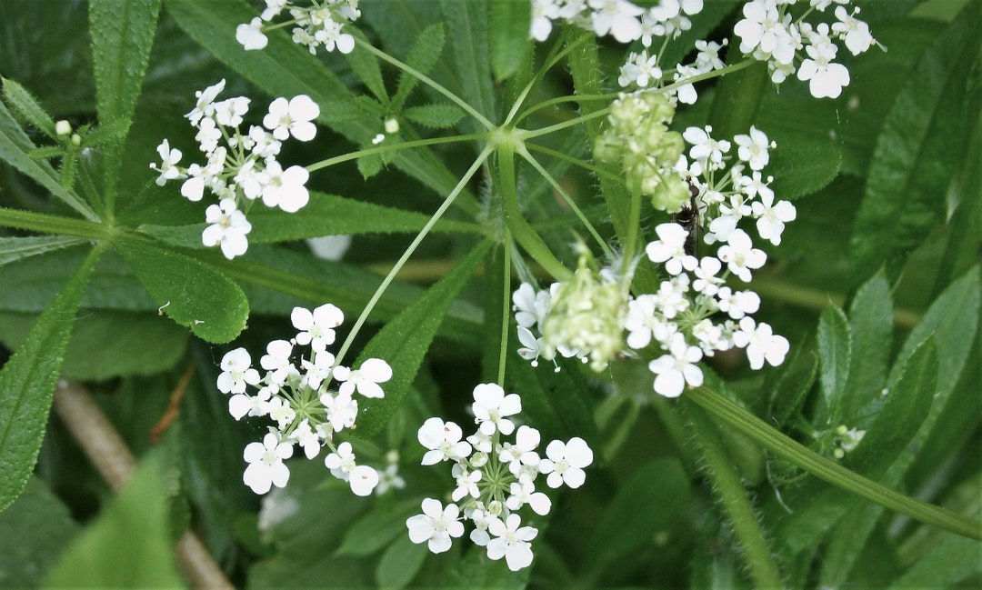 CLEAVERS Seeds *FREE Shipping!* Fresh & Organic Galium Aparine Seeds ...