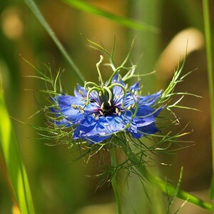 LOVE IN A MIST Seeds *free Shipping!* Fresh & Organic Nigella Damascena ...