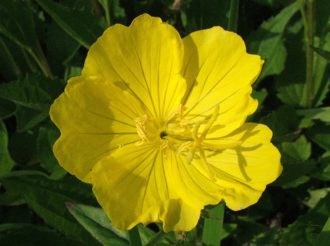 MISSOURI PRIMROSE Seeds *free Shipping!* Fresh & Organic Oenothera ...