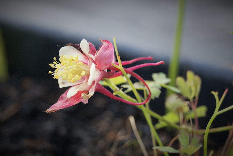 ROSE QUEEN COLUMBINE Seeds *free Shipping!* Fresh & Organic Aquilegia ...