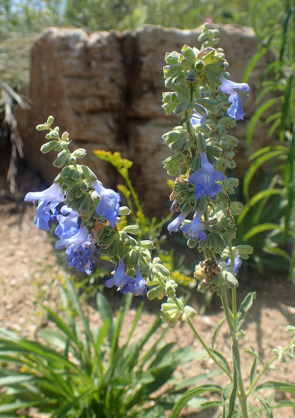 AZURE SAGE Seeds *free Shipping!* Fresh & Organic Salvia Azurea Seeds ...