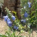 AZURE SAGE Seeds *free Shipping!* Fresh & Organic Salvia Azurea Seeds ...