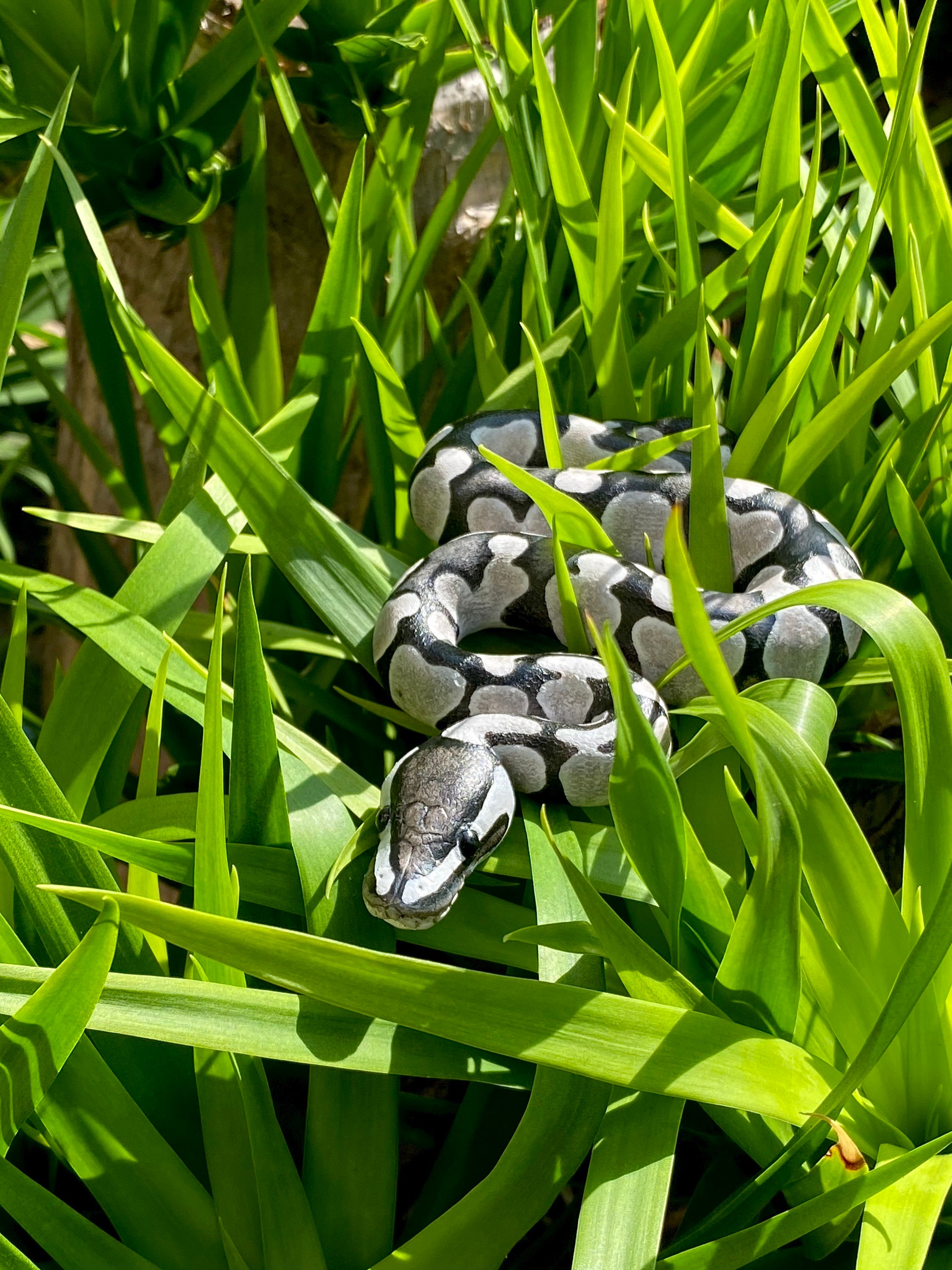 Customizable Ball Python Real Baby Size / Ball Python Figure / - Etsy