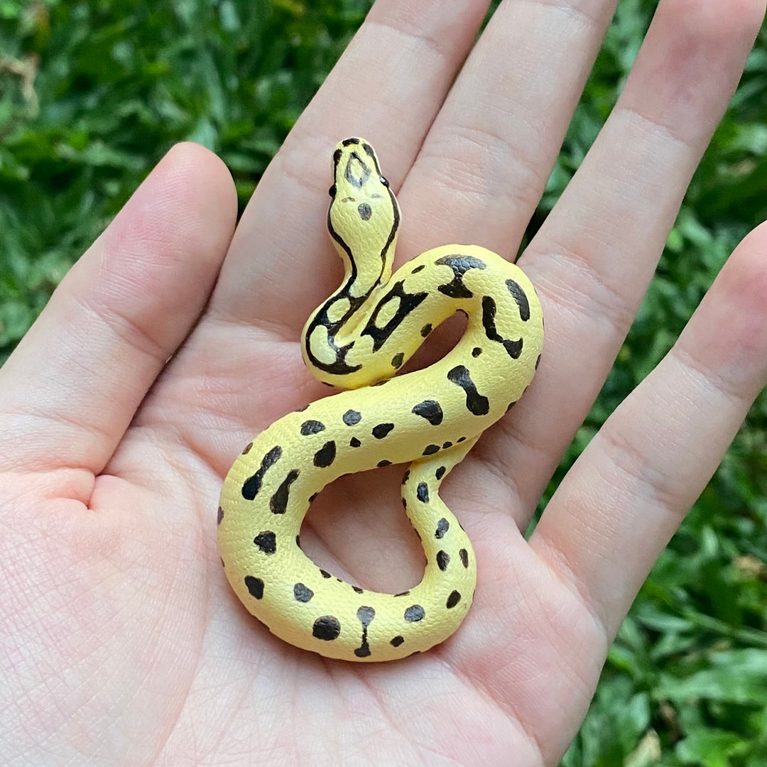 Orange Dream Yellow Belly Fire Leopard Spotnose Ball Python Miniature ...