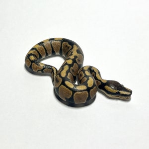 Normal Ball Python Miniature // Figure // Ball Python Sculpture ...