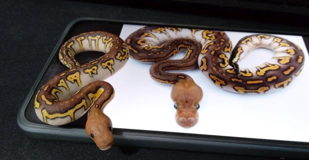 Mojave Kraken Ball Python Miniature / Figurine / Sculpture / Snake ...