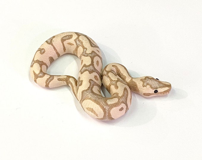 Banana Pastel Enchi Ball Python Miniature // Figure // Sculpture ...