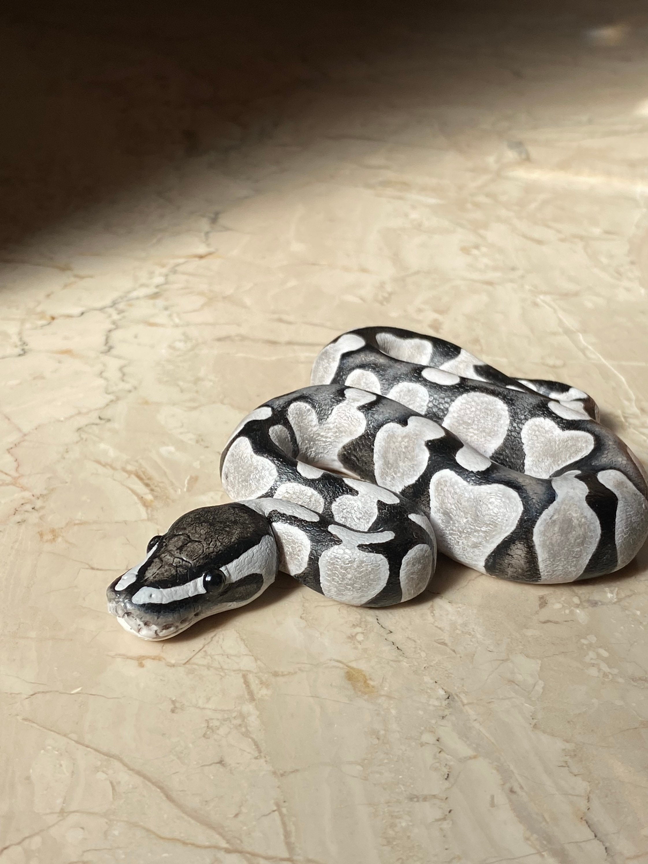 Axanthic Spider Ball Python