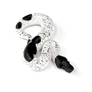 Panda Pied Ball Python