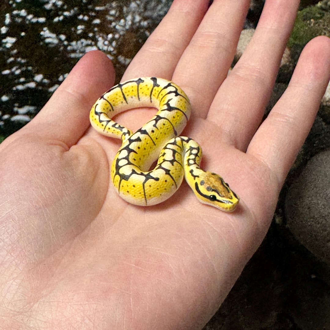 Spider Ball Python Miniature / Figurine / Sculpture / Snake Pendant ...