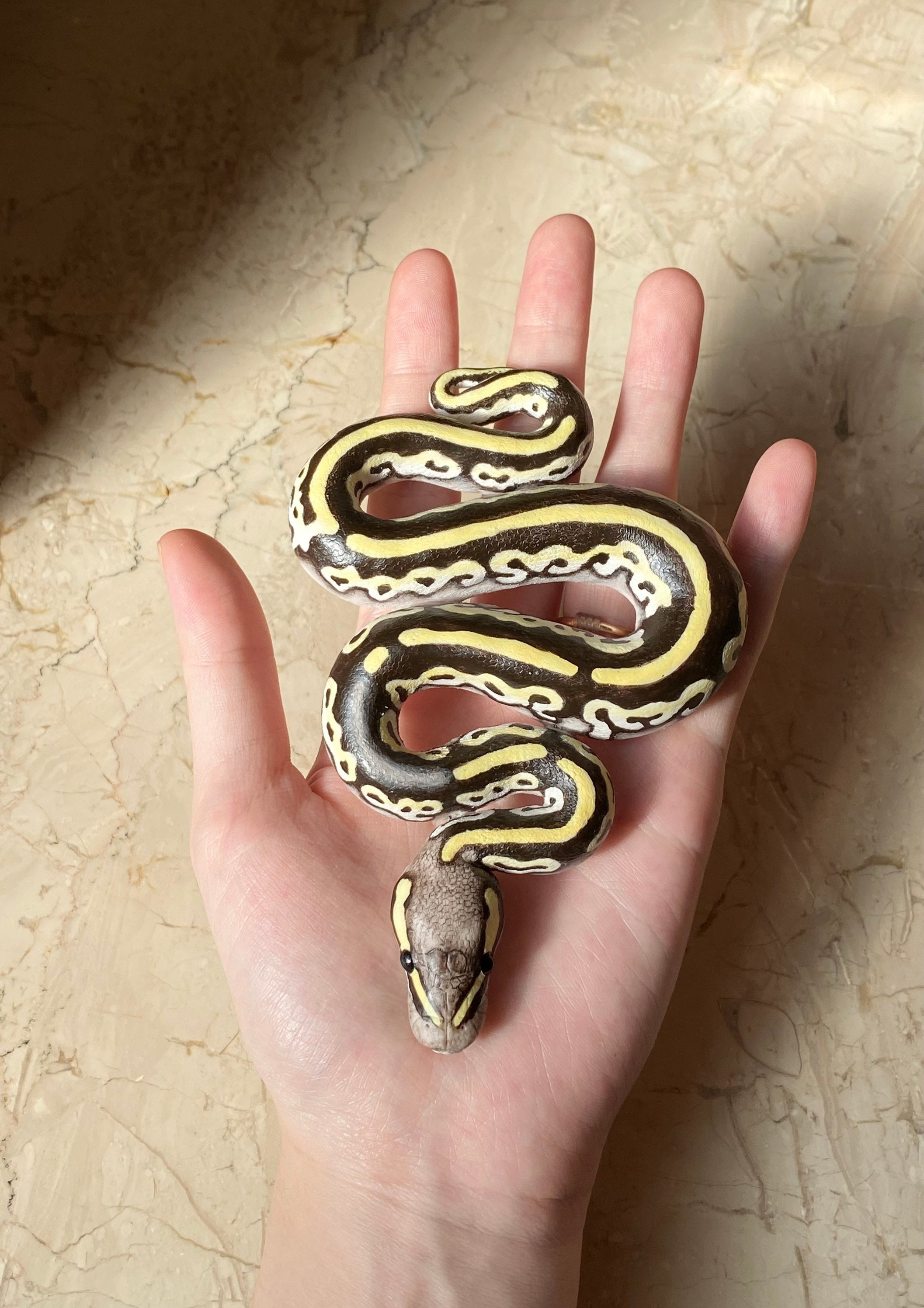 Baby Ball Pythons Face