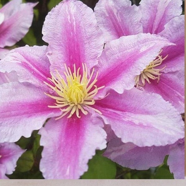 Multicolor Clematis - Etsy