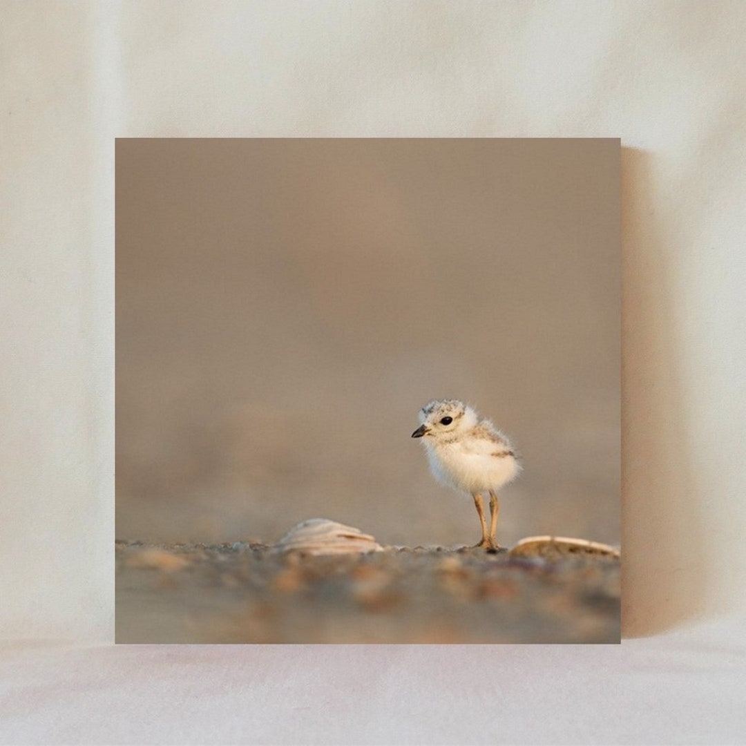 Handmade Coaster, 4" X 4", Piping Plover Chick, Shorebird, Shore Bird ...