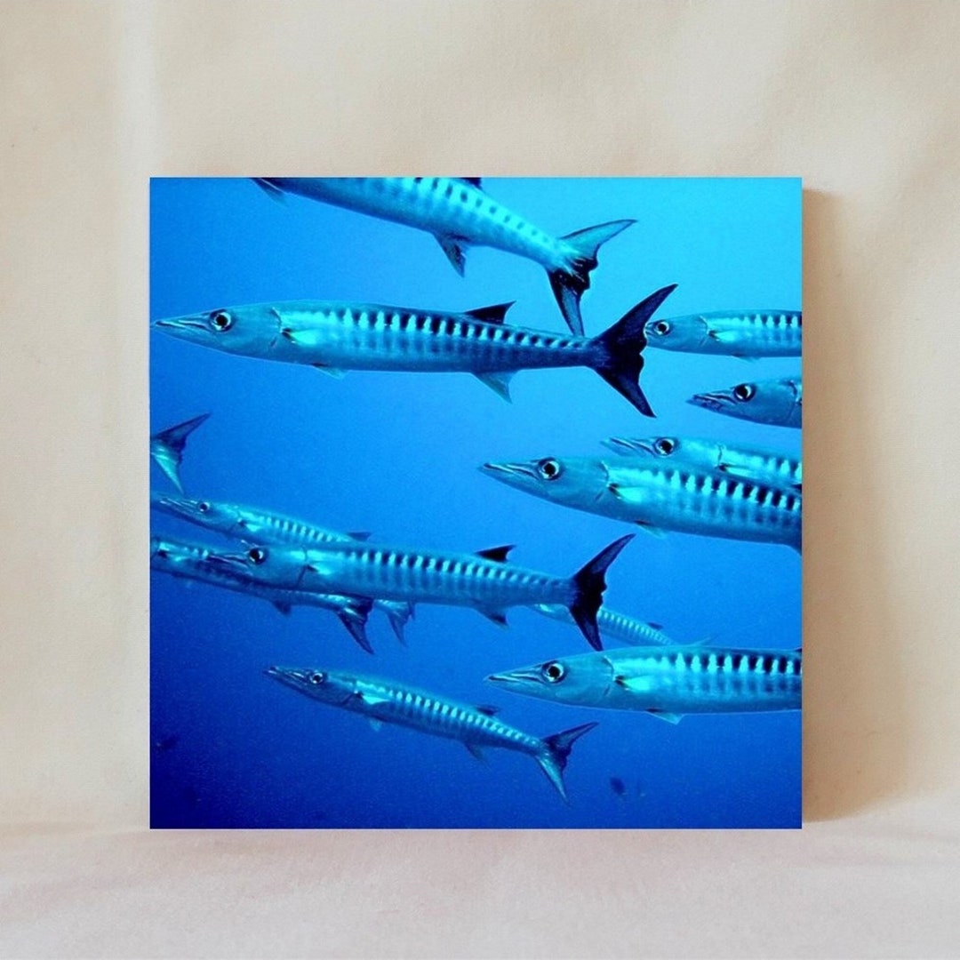 Handmade Coaster, 4"x4", Barracuda, Cuda, Predatory Fish, Ferocious ...