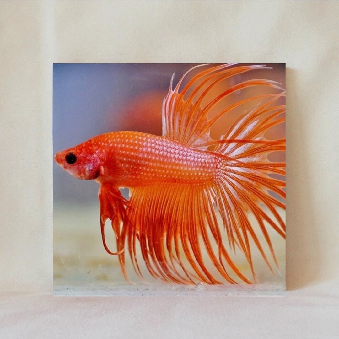 Decorative Tile, 4 X 4, Betta Fish, Siamese Fighting Fish, Aquarium ...
