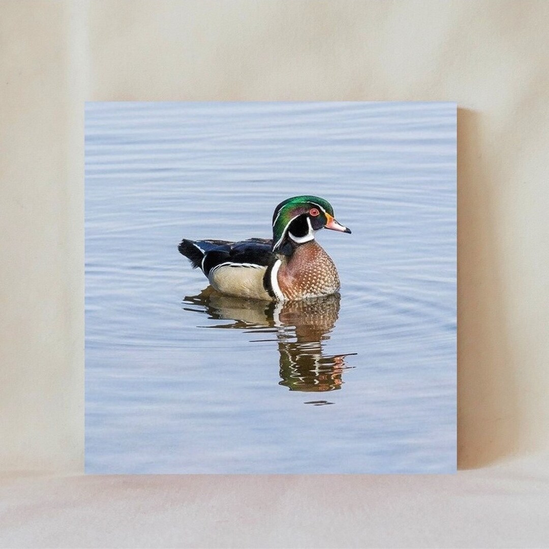 Handmade Coaster, 4" X 4", Wood Duck, Woodduck, Water Fowl, Waterfowl ...