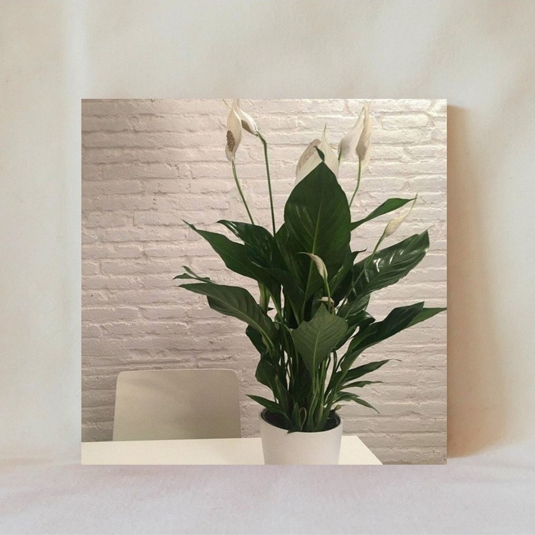 Handmade Coaster, 4" X 4", Peace Lily, Spathiphyllum, Spath, Spadix ...