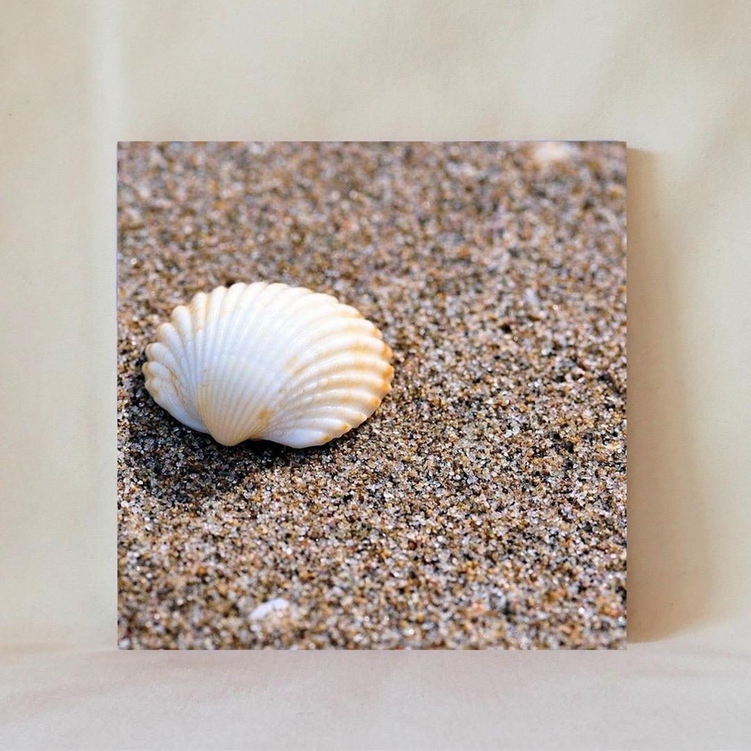 Handmade Coaster, 4" X 4", Shell on a Beach, Seashell, Sea Shell, Sand ...