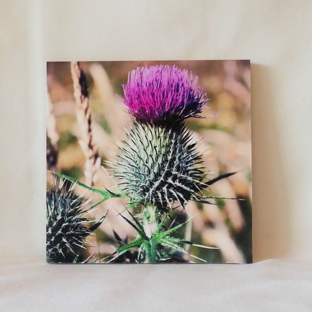 Decorative Tile, 4 X 4, Blooming Thistle Flower, Scottish Pride, Flower ...