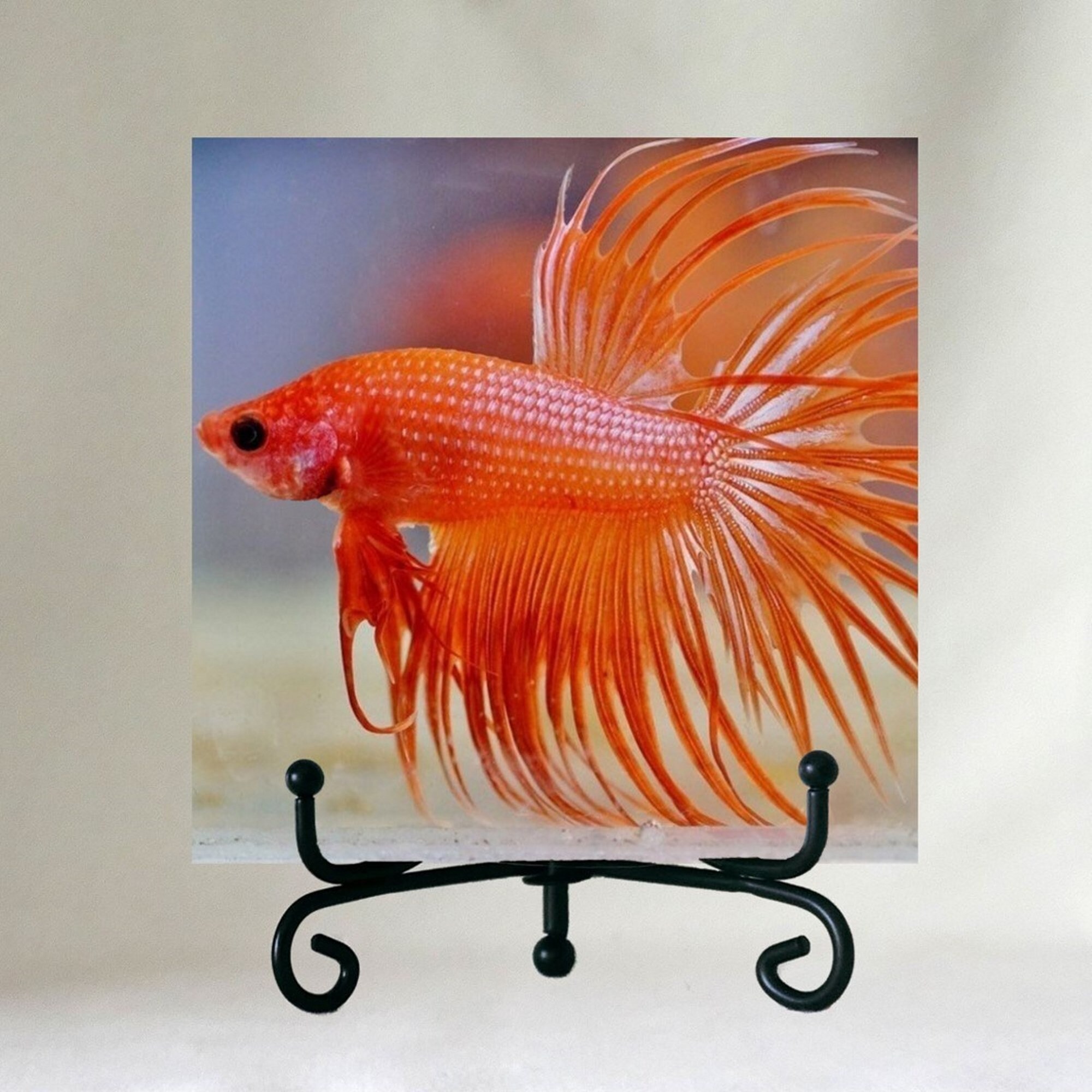 Decorative Tile 4 X 4 Betta Fish Siamese - Etsy