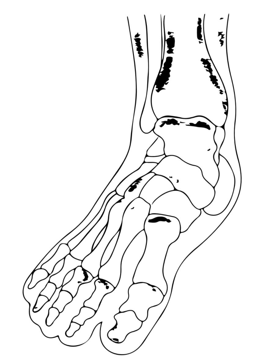 Human Body Coloring Pages - Etsy