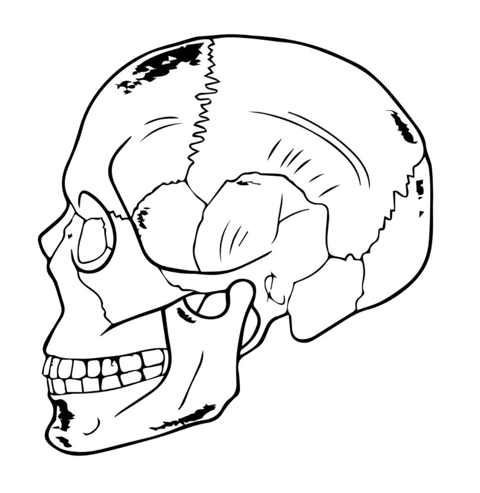 Human Body Coloring Pages - Etsy