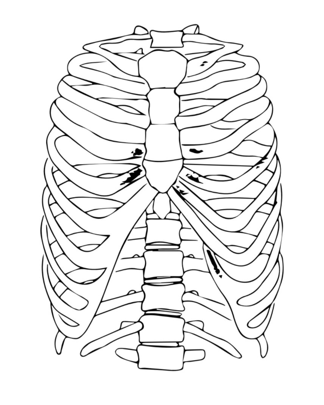 Human Body Coloring Pages - Etsy