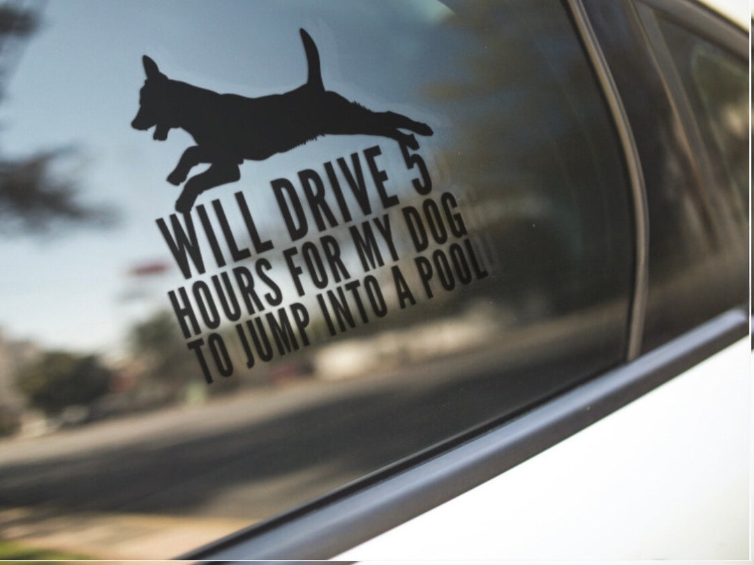 Dock Diving- Will Drive 5 Hours for My Dog to Jump in a Pool,dock ...