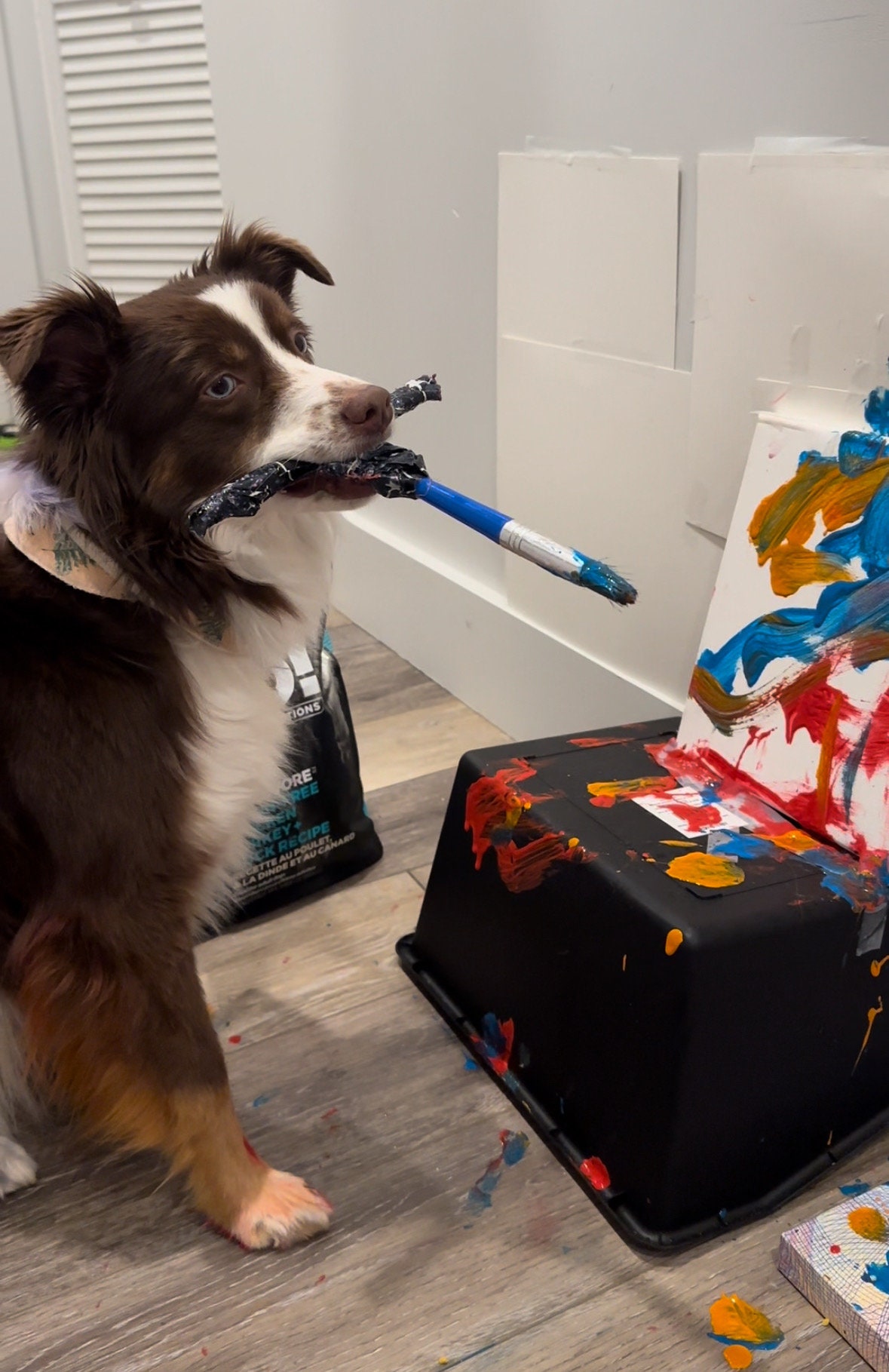 Paintings by a Dog, Meka the Mini American Shepherd (mini Aussie) - Etsy