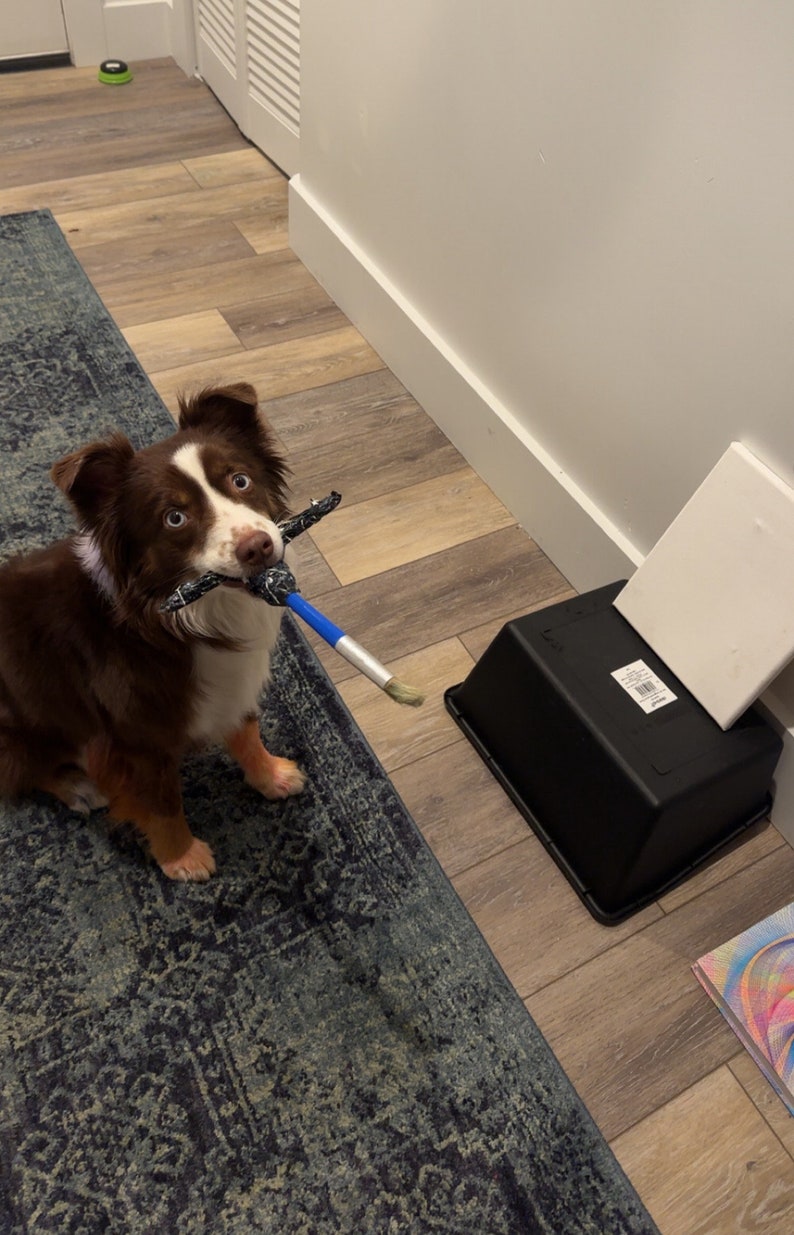 Paintings by a Dog, Meka the Mini American Shepherd (mini Aussie) - Etsy