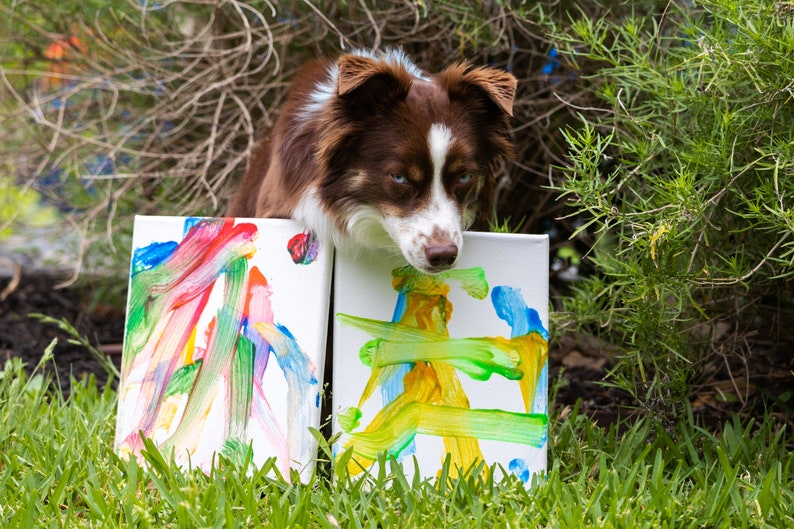 Paintings by a Dog, Meka the Mini American Shepherd (mini Aussie) - Etsy