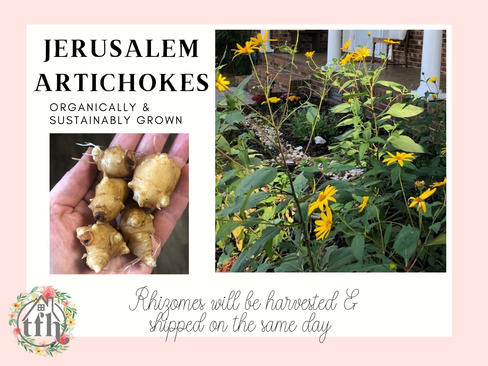 Jerusalem Artichokes, Sunchokes, Sun Root, Tubers, Organic, Sustainable ...