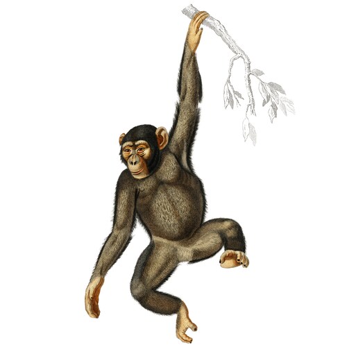 Red Faced Spider Monkey Sticker Safari Primate Vintage Retro - Etsy