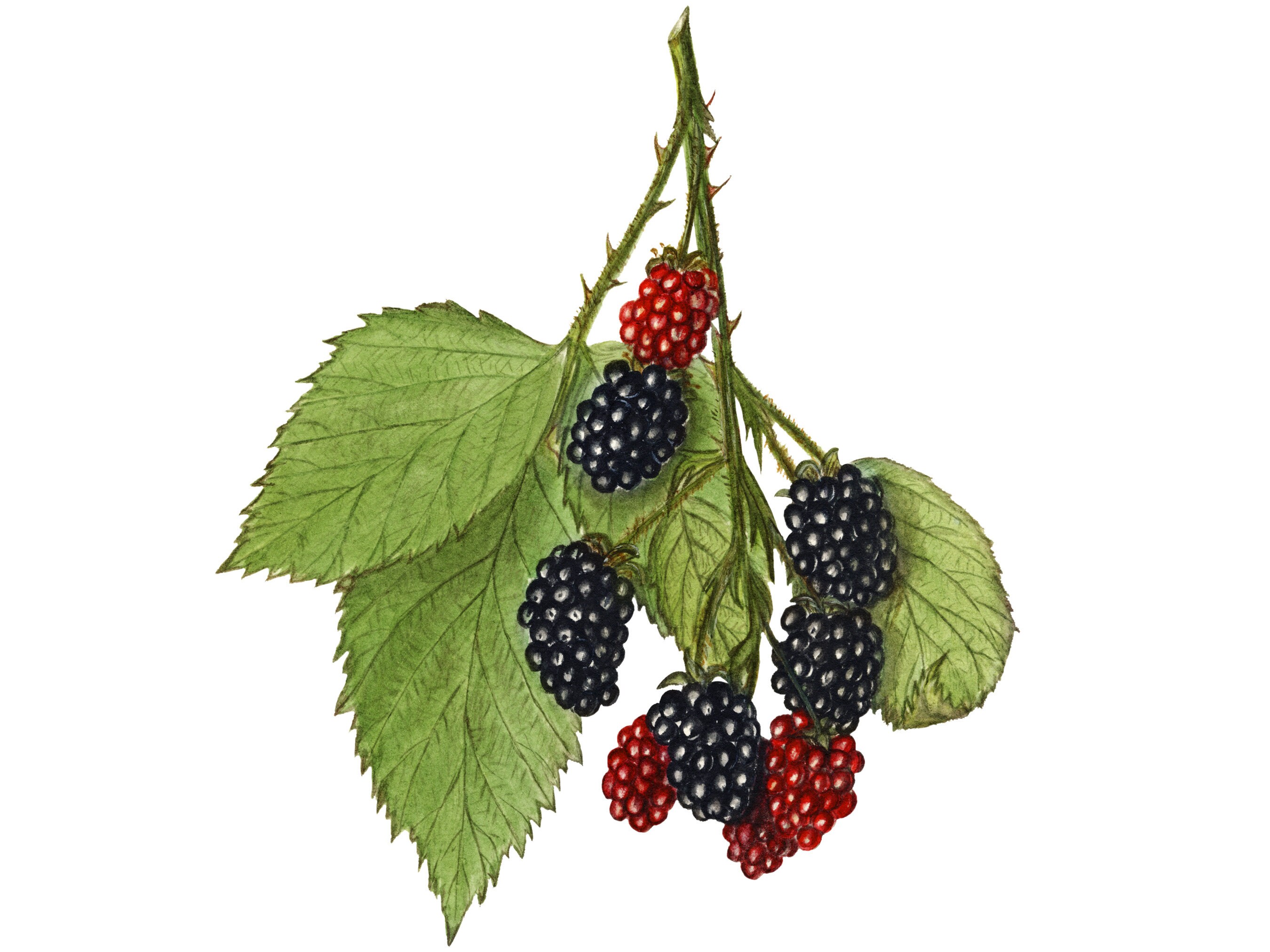 Blackberry Plant Drawing