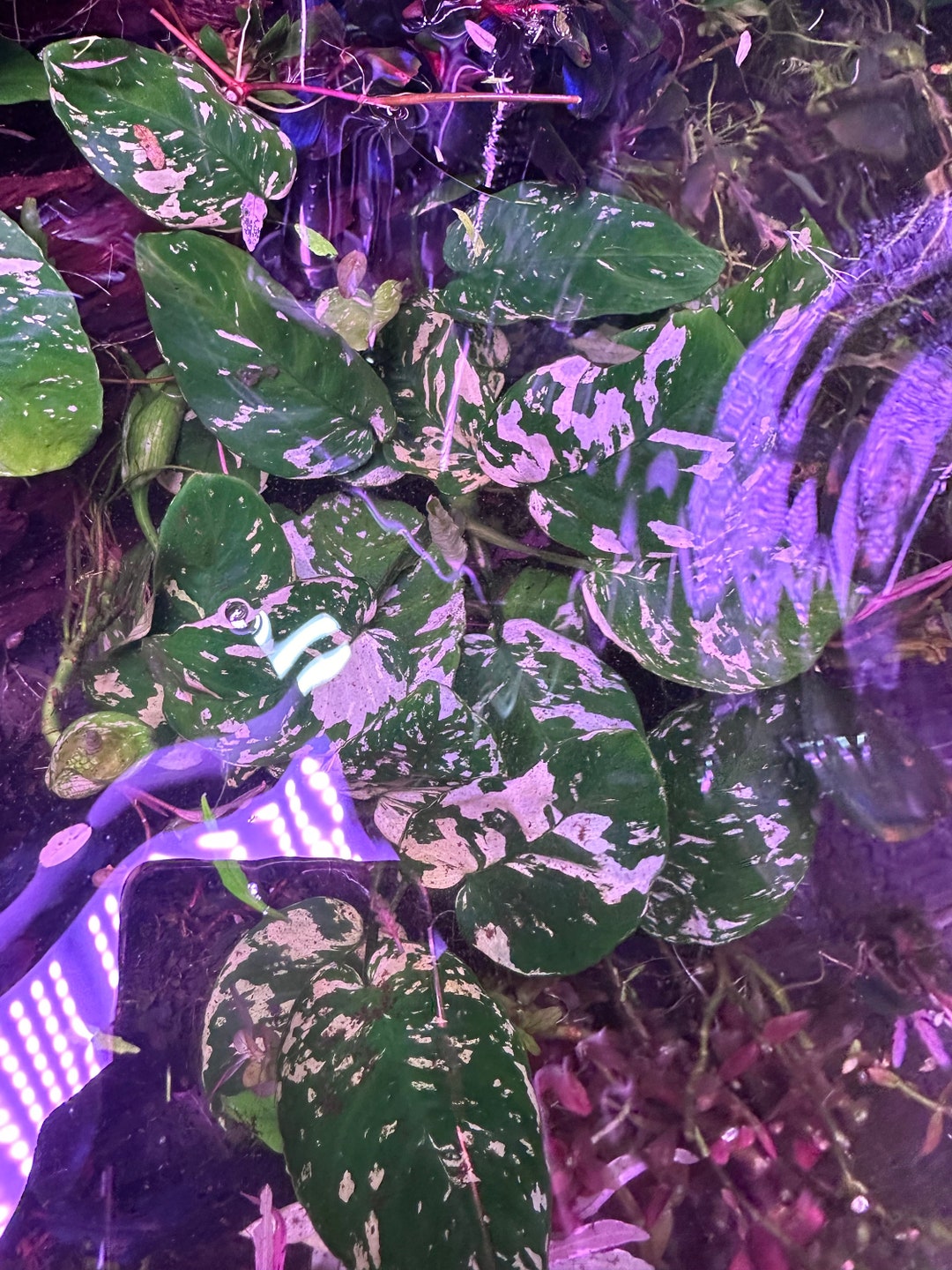 Anubias Var King - Etsy