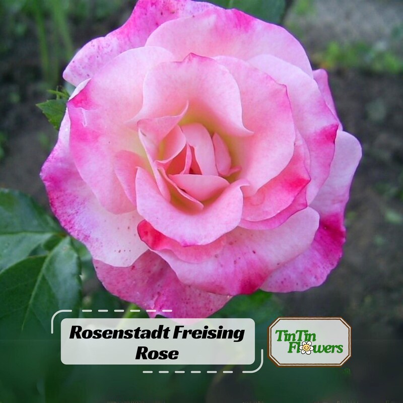 German Rose - Etsy