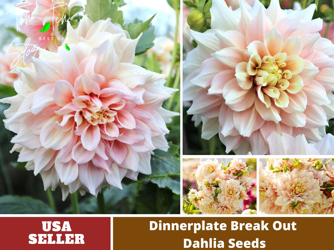 40 Seeds Dinnerplate Break Out Dahlia Perennial Seeds - Etsy