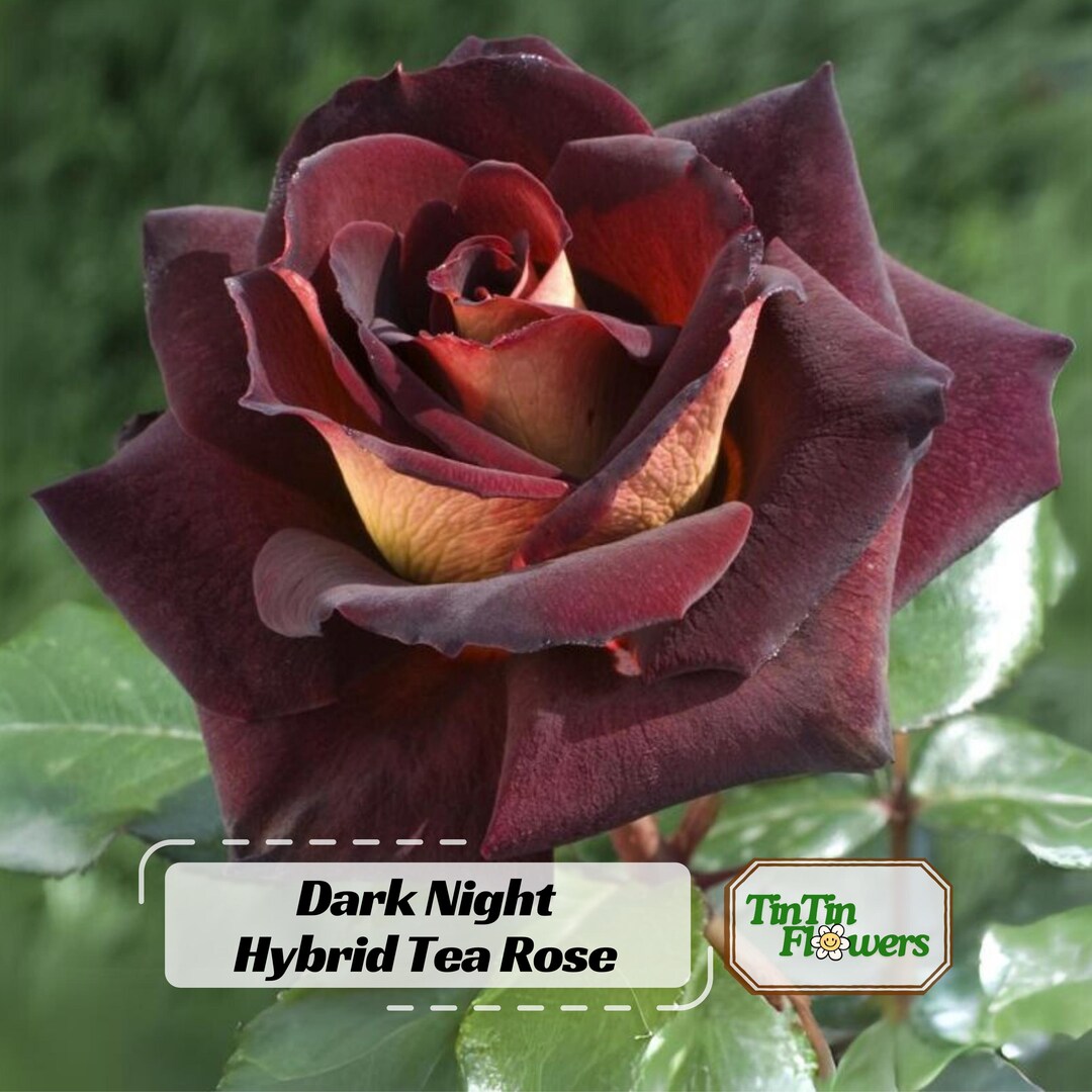 30+ Dark Night Hybrid Tea Rose Seeds -authentic - Deep Velvety Blooms ...