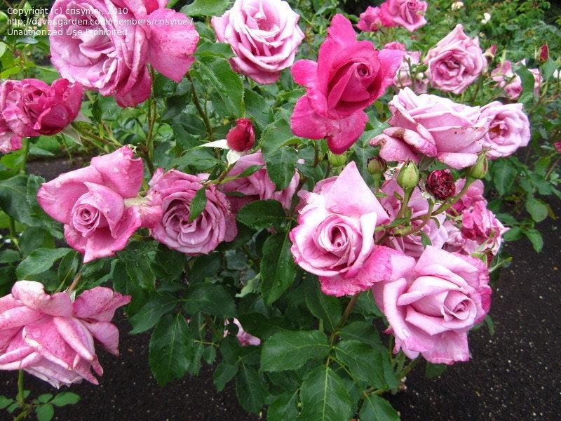 Bush Rose Fragrant Plum