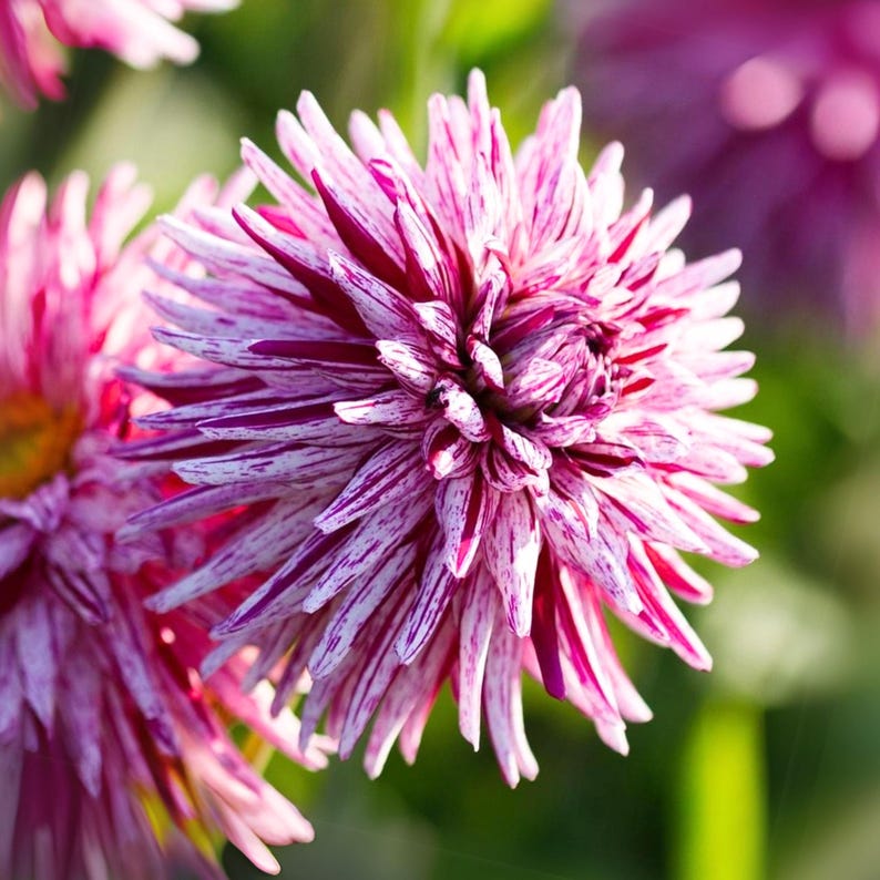 Purple Bedazzled Dahlia Perennial Flower Seeds-pollinator Friendly ...