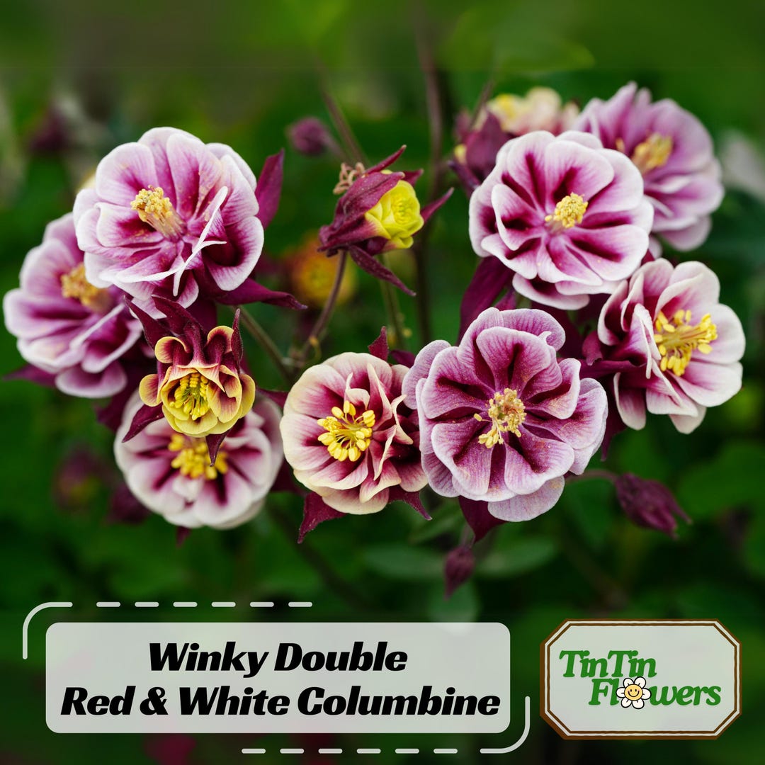 Winky Double Red & White Columbine Seeds - Cold Resistant - Deciduous ...