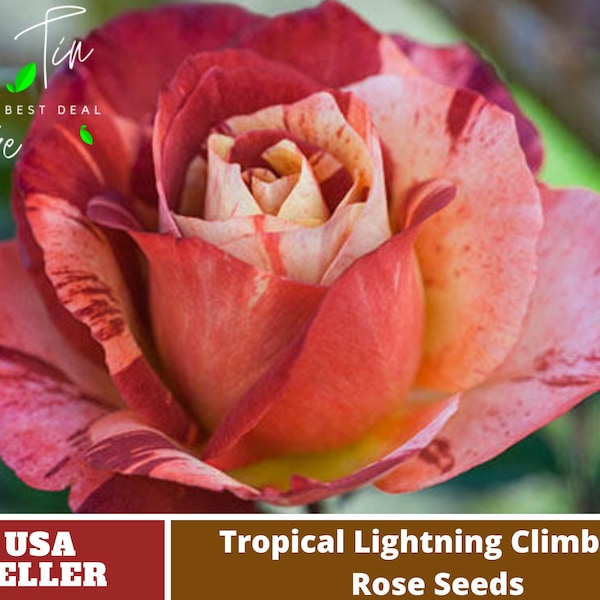 Tropical Lightning Roses - Etsy