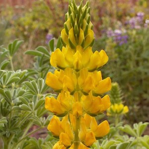 30+ Lupinus Densiflorus (yellow or Golden Lupine) Seeds- Bluebonnet ...