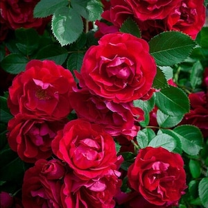 Red Climbing Rose Seeds--perennial - Authentic Seeds - Mix Seeds - Late ...