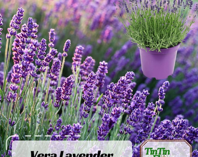 TREE SPINACH Seeds FREE Shipping Fresh & Organic Chenopodium Giganteum ...