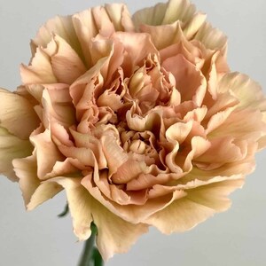 30+ Toffee Beige Carnations - Dianthus Seeds - Container - Balcony ...