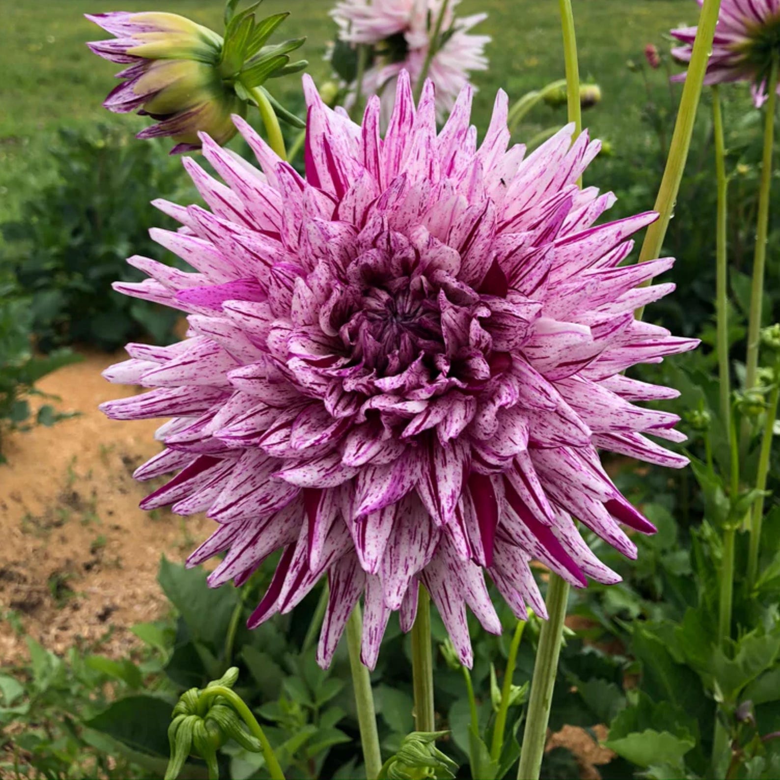 Purple Bedazzled Dahlia Perennial Flower Seeds-pollinator Friendly ...